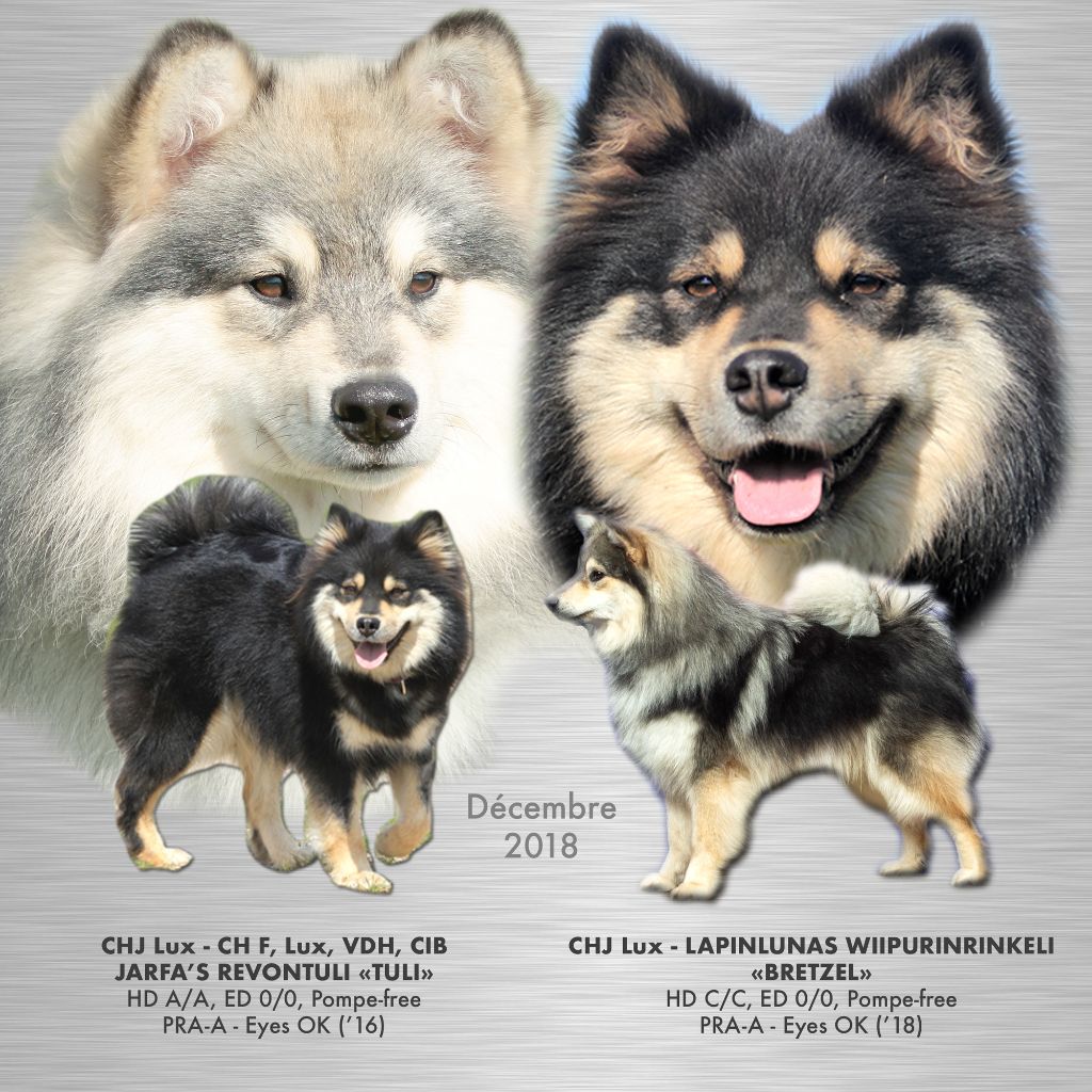 Chiot - Elevage Aegirsson - eleveur de chiens Chien finnois de Laponie