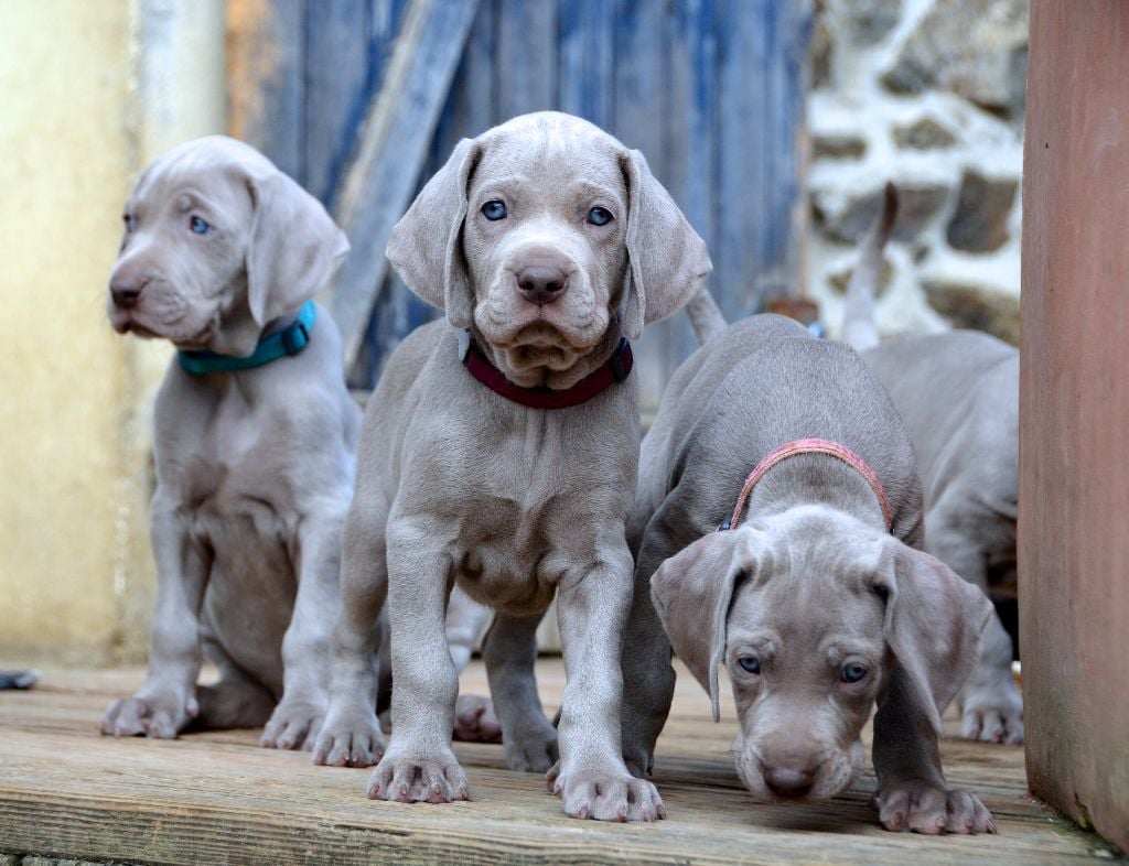 Chiot - Elevage von silberweiss jäger - eleveur de chiens Braque de Weimar