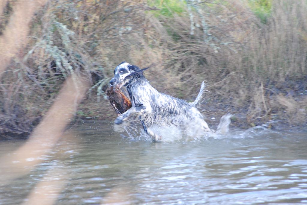 Chien Setter Anglais India du fief de la Garenne