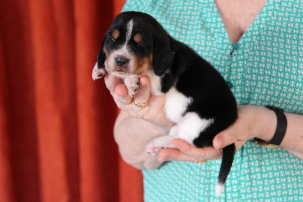 Chiot Basset Hound - Femelle collier violet D'hoszelee