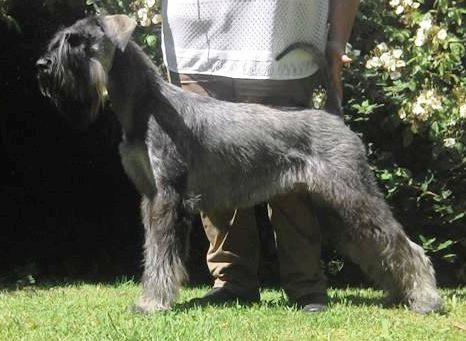 Accueil - Elevage Du Gélétan - eleveur de chiens Schnauzer Géant