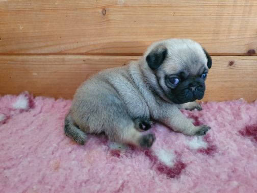 Chiot Carlin - CHIOT 3 Des Terres De Miss Blue