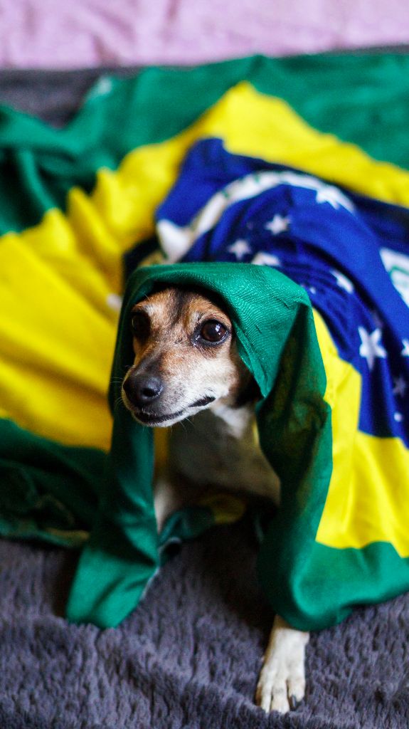 Accueil - Earthwater Kennel - La passion du Terrier Brésilien