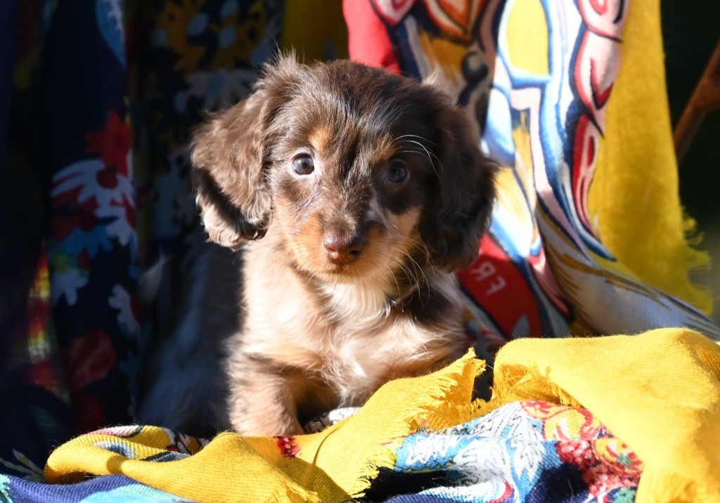 Accueil - Elevage Des Diamants De Monte-Carlo - eleveur de chiens ...