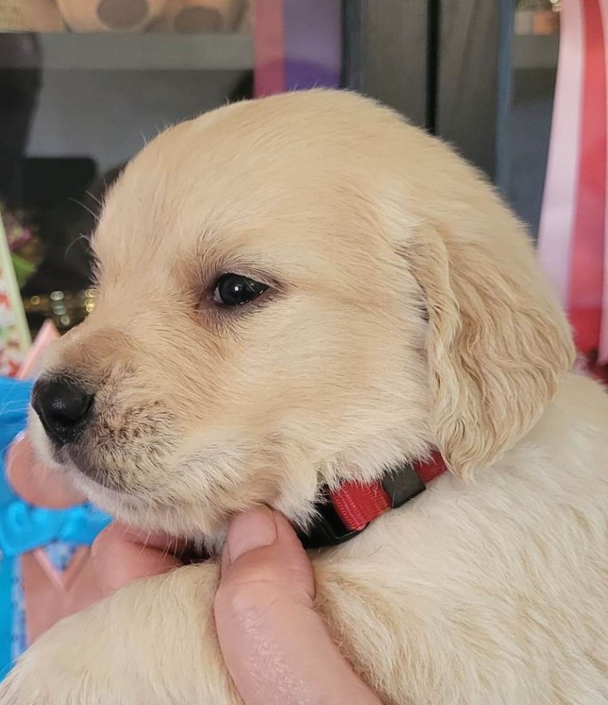 Chiot Golden Retriever - M.Rouge Des Terres De Flore