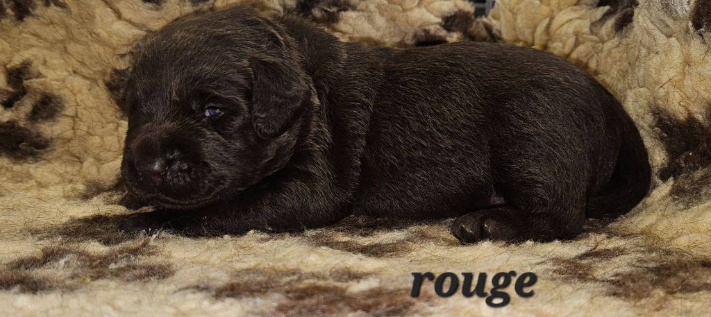 Chiot Labrador Retriever - Rouge Du Gardien Des Aulnois