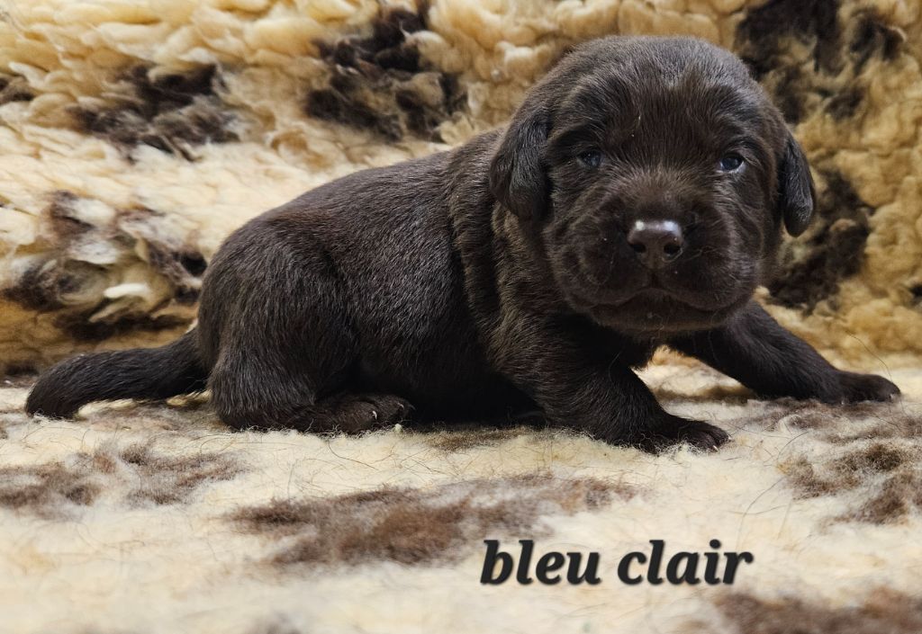 Chiot Labrador Retriever - Bleu clair Du Gardien Des Aulnois