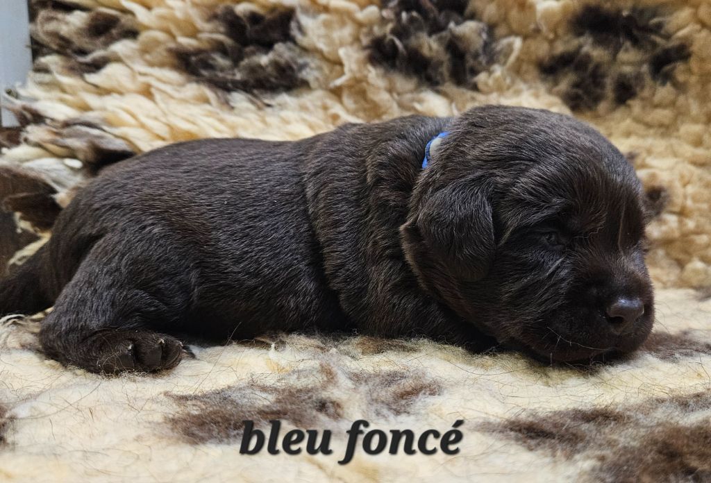 Chiot Labrador Retriever - Bleu foncé Du Gardien Des Aulnois