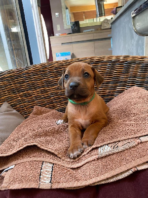 Chiots de race Rhodesian Ridgeback LOF à vendre en France