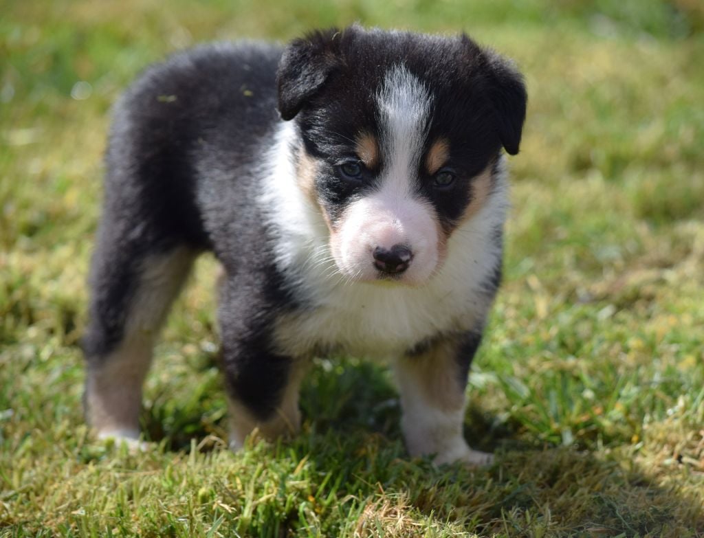 Chiot Border Collie - CHIOT 6 Des Joyeux quatre Pattes