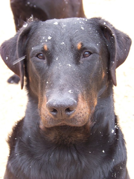 BERGER DE BEAUCE (Beauceron - Bas-Rouge) - France
