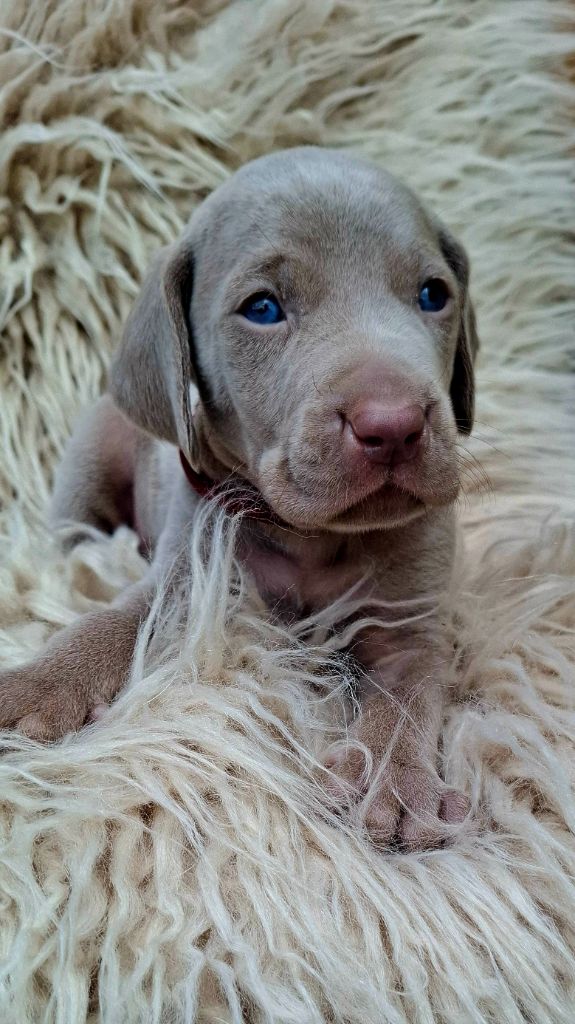 Chiot Braque de Weimar - CHIOT Du Cercle De Léma
