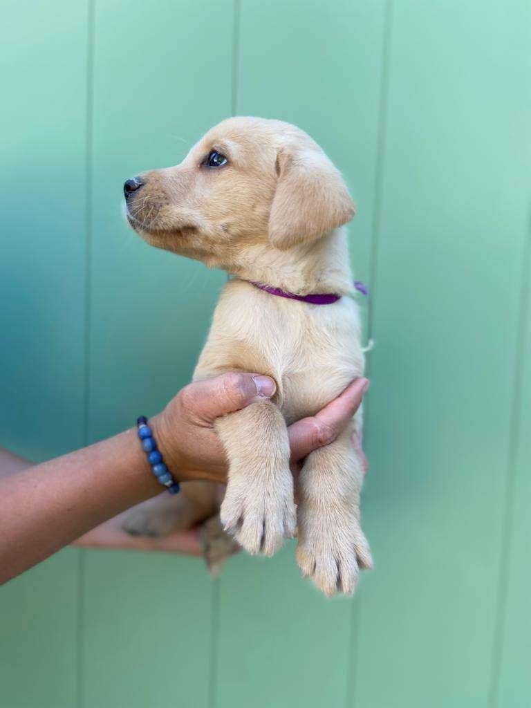 Chiot Labrador Retriever - Collier violet Des Flots D'or