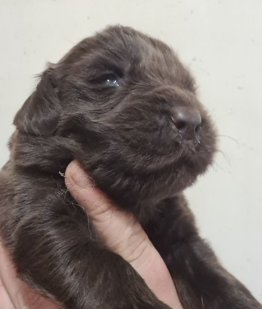 Chiot Terre-neuve - Mâle marron n°2 Des Jardins De Vesco