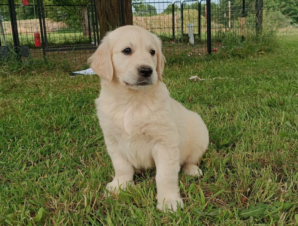 Chiot Golden Retriever - Femelle n°4 Des Jardins De Vesco