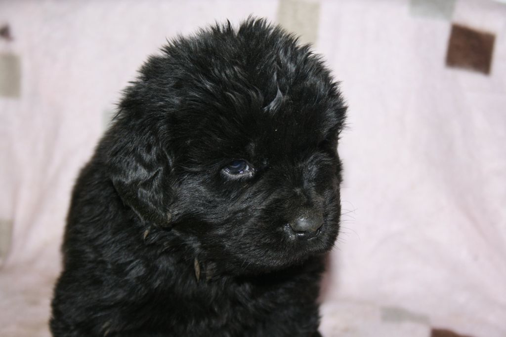 Chiot Terre-neuve - Mâle noir 2 Des Jardins De Vesco