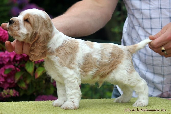 Accueil - Elevage De La Mahonnière - eleveur de chiens Cocker Spaniel ...