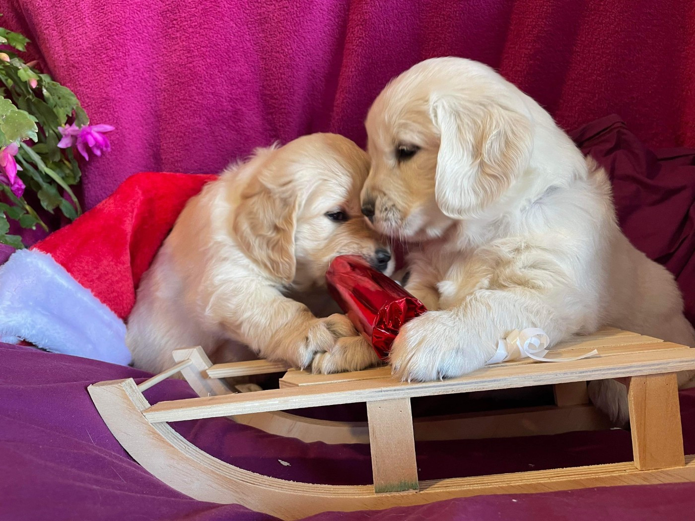 Chiots de la race Golden Retriever disponibles sur chiots-de-france