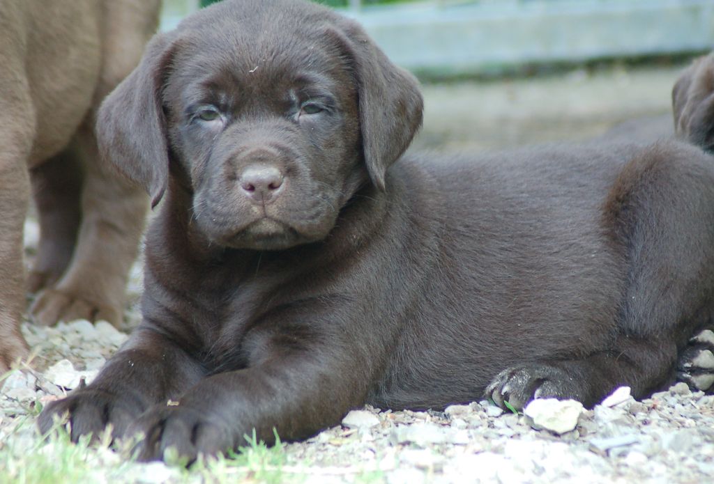 Chiot Labrador Retriever - VICKING du taillis madame