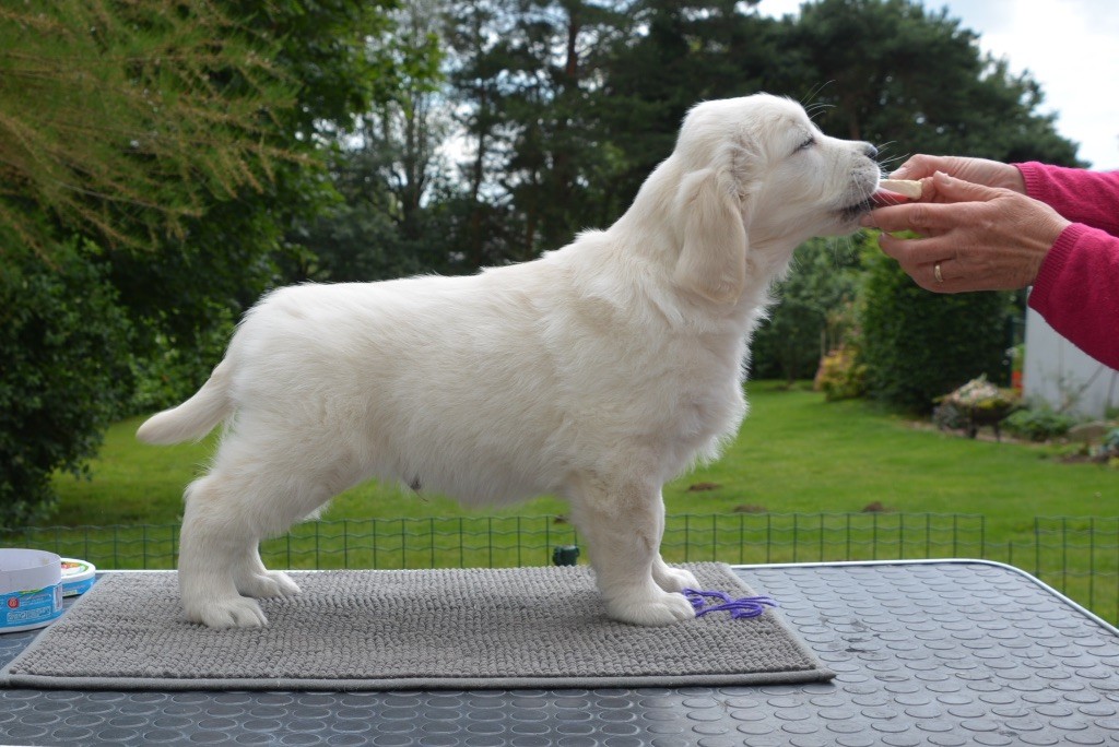 Chiots à vendre - Elevage Ashbury - eleveur de chiens Golden Retriever ...