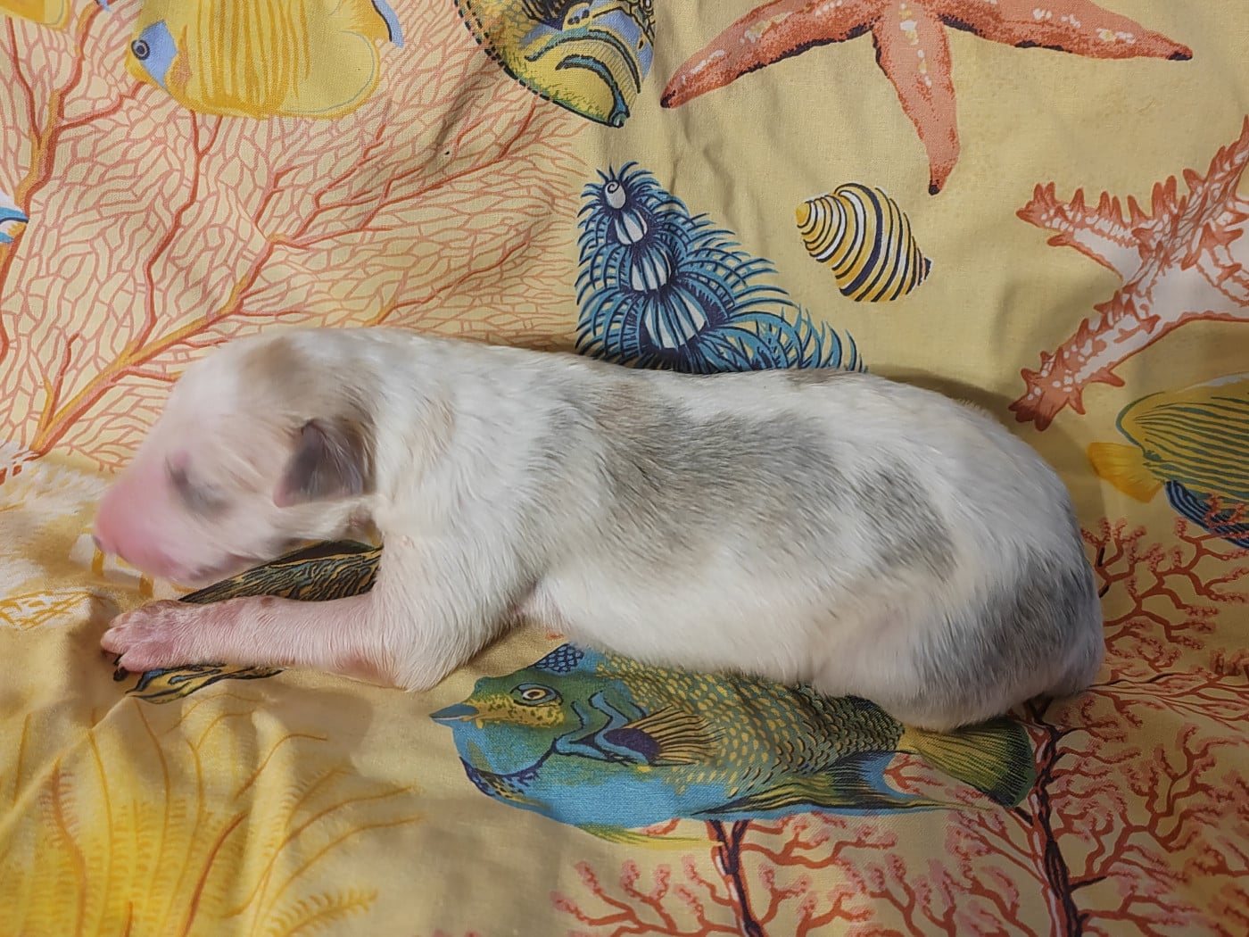 Chiots à vendre - Elevage Du grand fresnoy - eleveur de chiens Barzoi