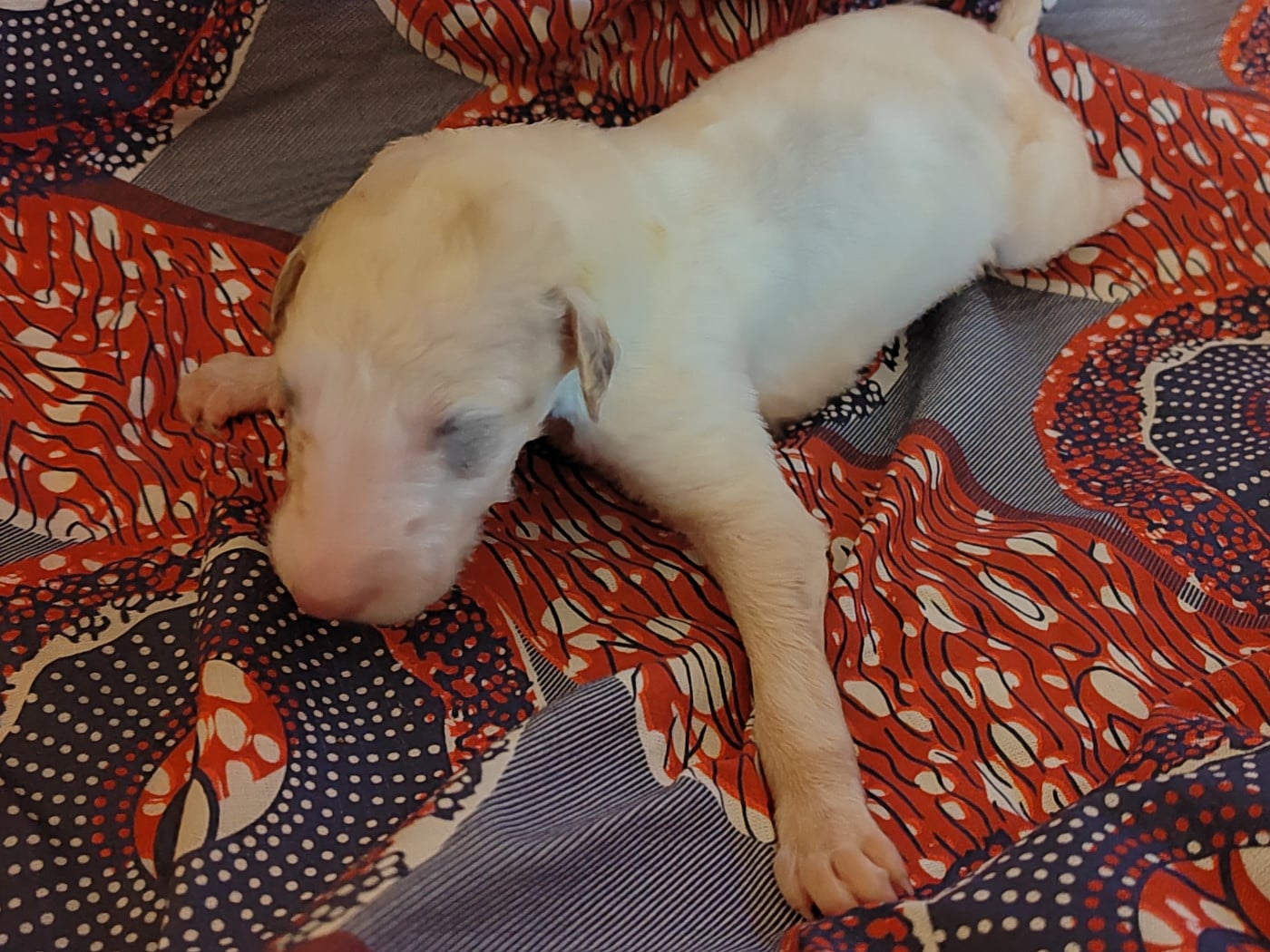 Chiots à vendre - Elevage Du grand fresnoy - eleveur de chiens Barzoi