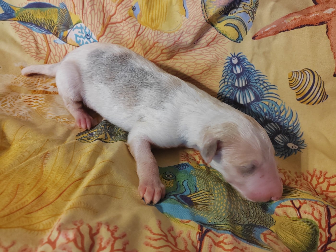 Chiots à vendre - Elevage Du grand fresnoy - eleveur de chiens Barzoi