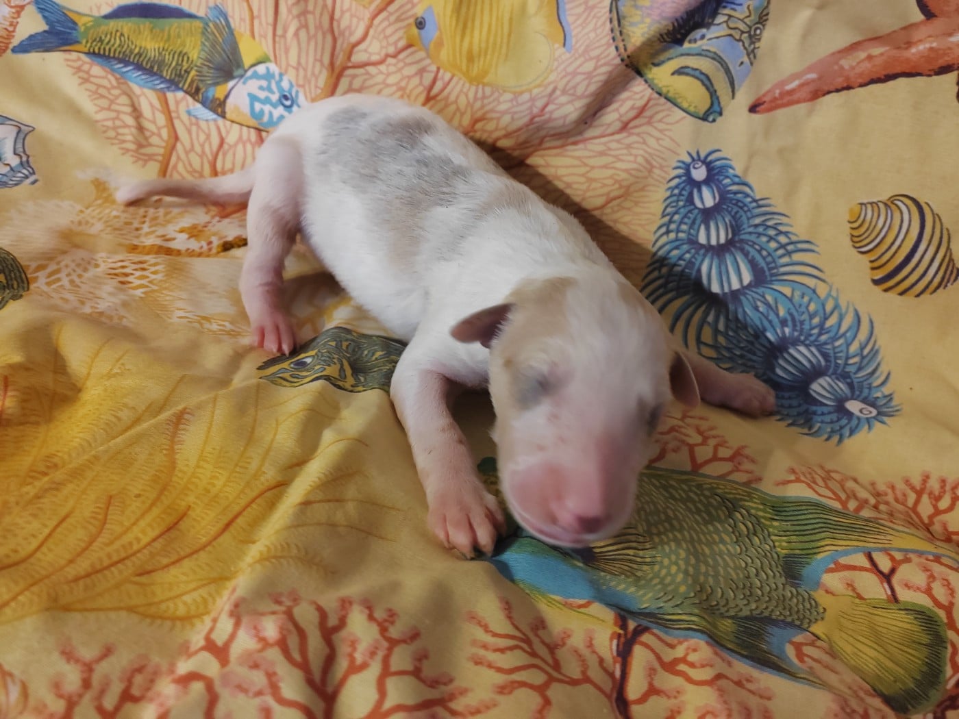 Chiots à vendre - Elevage Du grand fresnoy - eleveur de chiens Barzoi