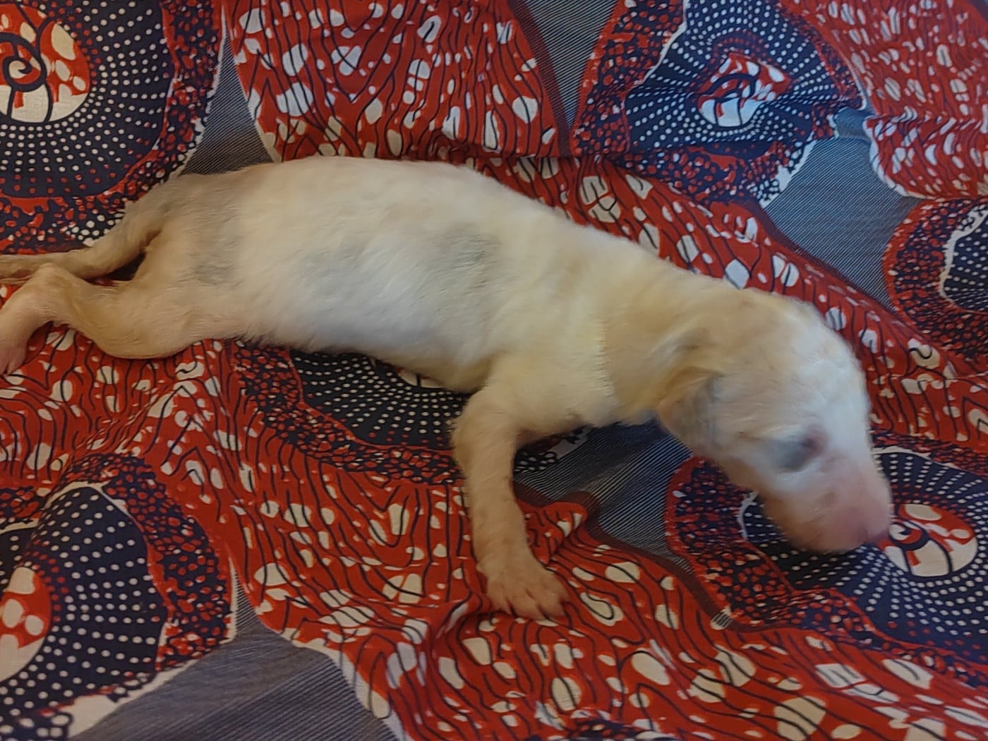 Chiots à vendre - Elevage Du grand fresnoy - eleveur de chiens Barzoi
