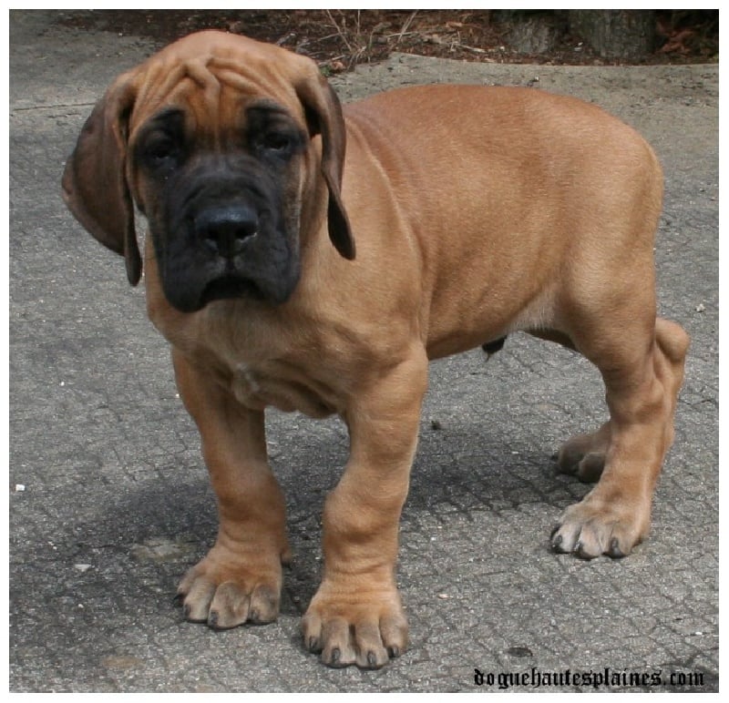 Chiot - Les Dogues Allemands du Domaine des Hautes Plaines - élevage de ...