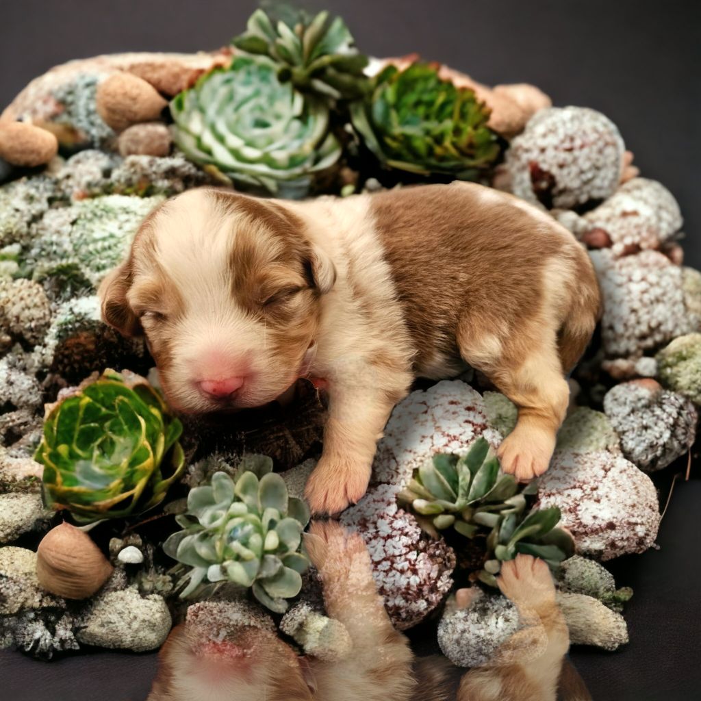 Chiot Berger Australien - MALE ROUGE MERLE QUEUE LONGUE Of Little Blue ...