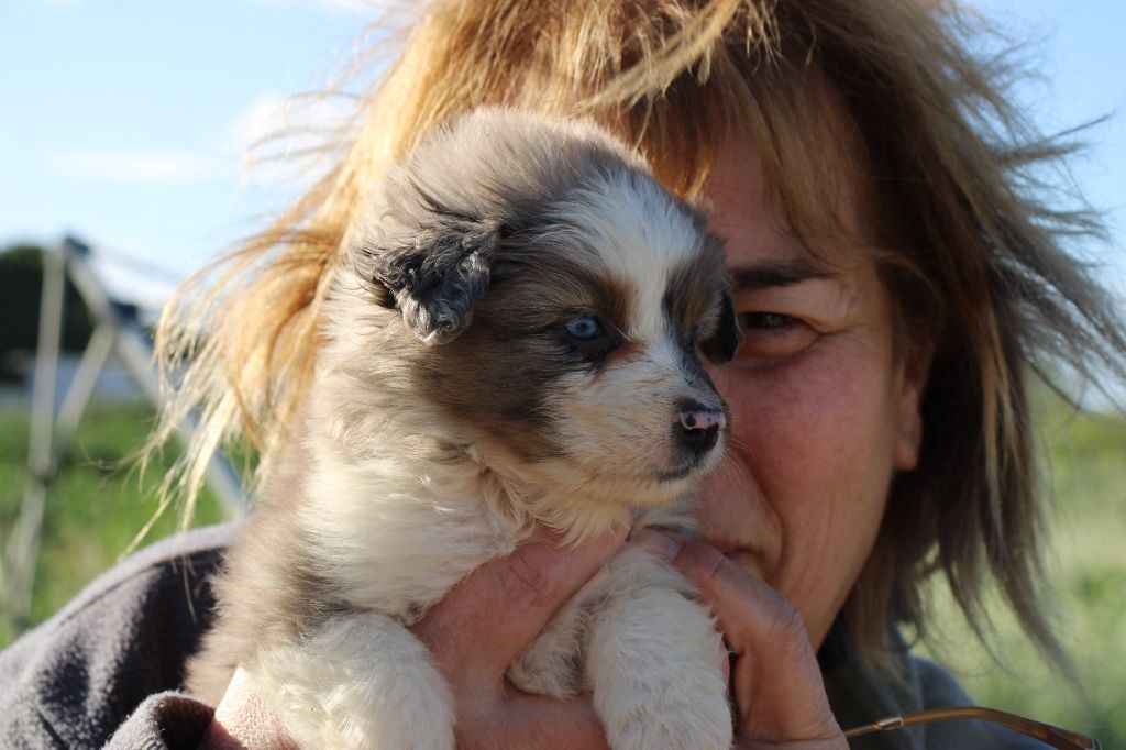 Chiot Berger Américain Miniature - FEMELLE BLEU MERLE QUEUE LONGUE Of ...