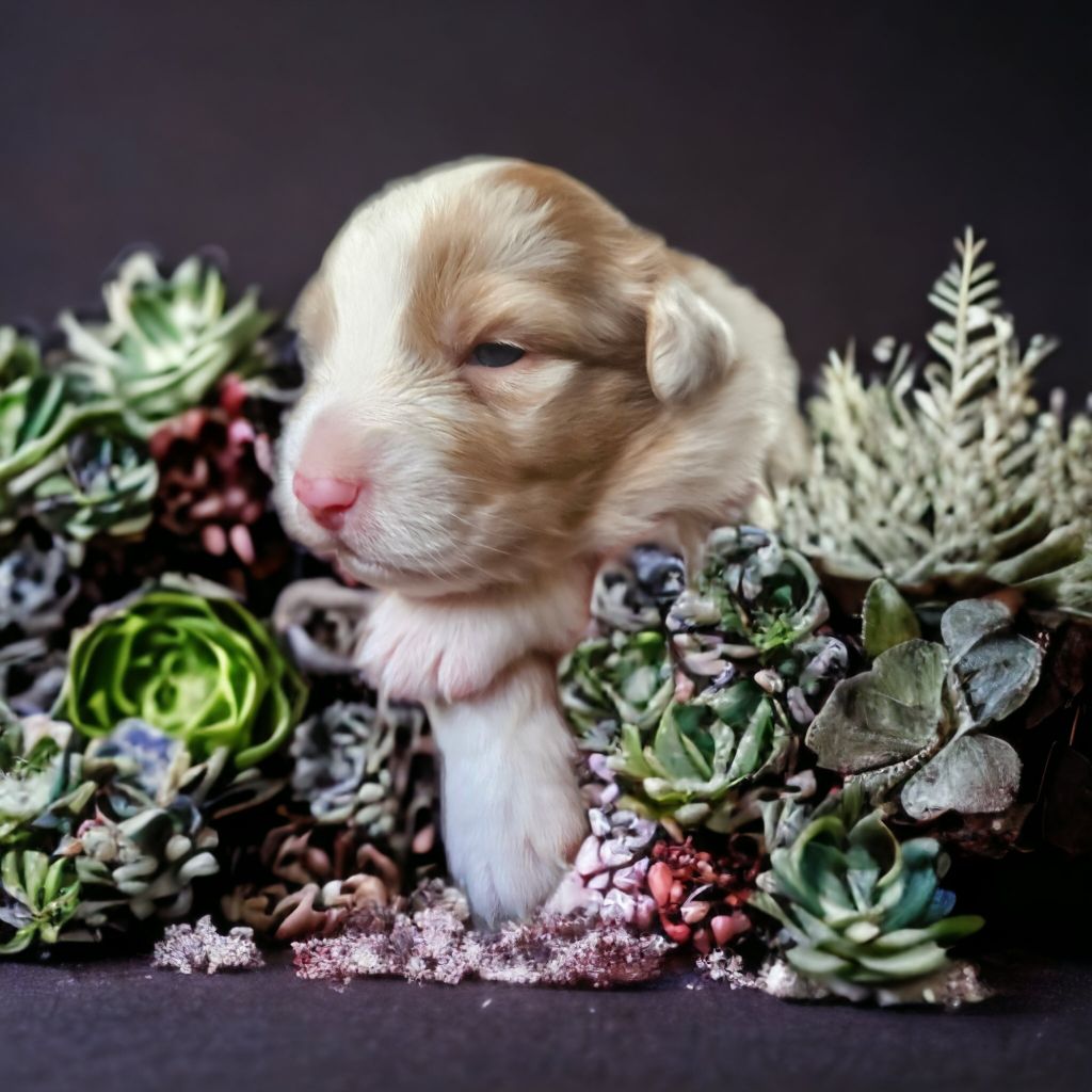 Chiot Berger Australien - MALE ROUGE MERLE QUEUE LONGUE Of Little Blue ...