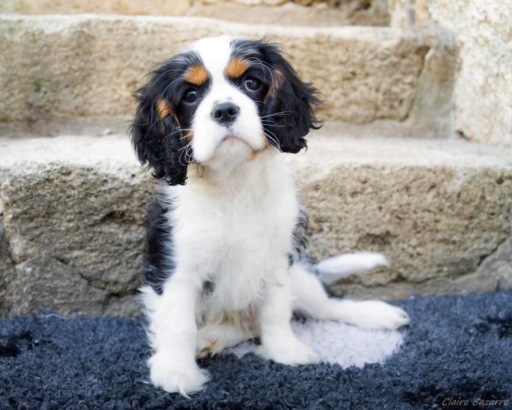 Chiot Cavalier King Charles Spaniel - CHIOT 1 Du Temps Des Amazones