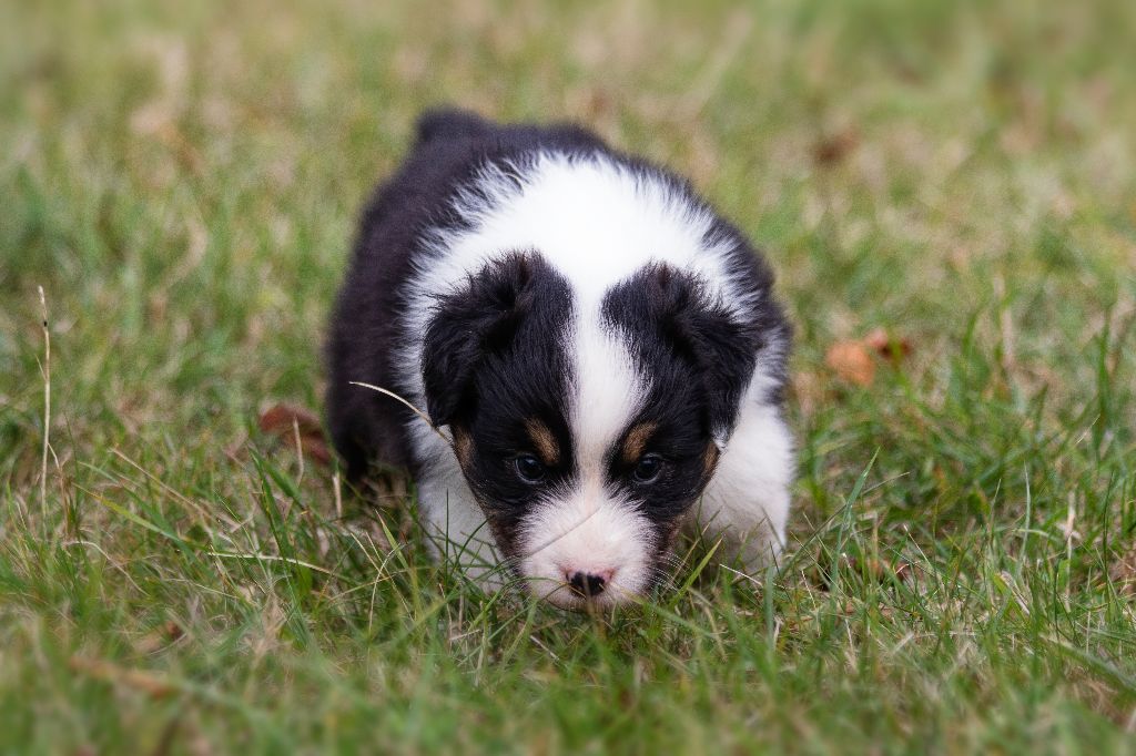 Chiot Berger Australien - femelle noire tricolore queue longue des ...