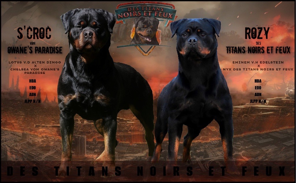 Chiot Rottweiler - CHIOT Des Titans Noirs Et Feux