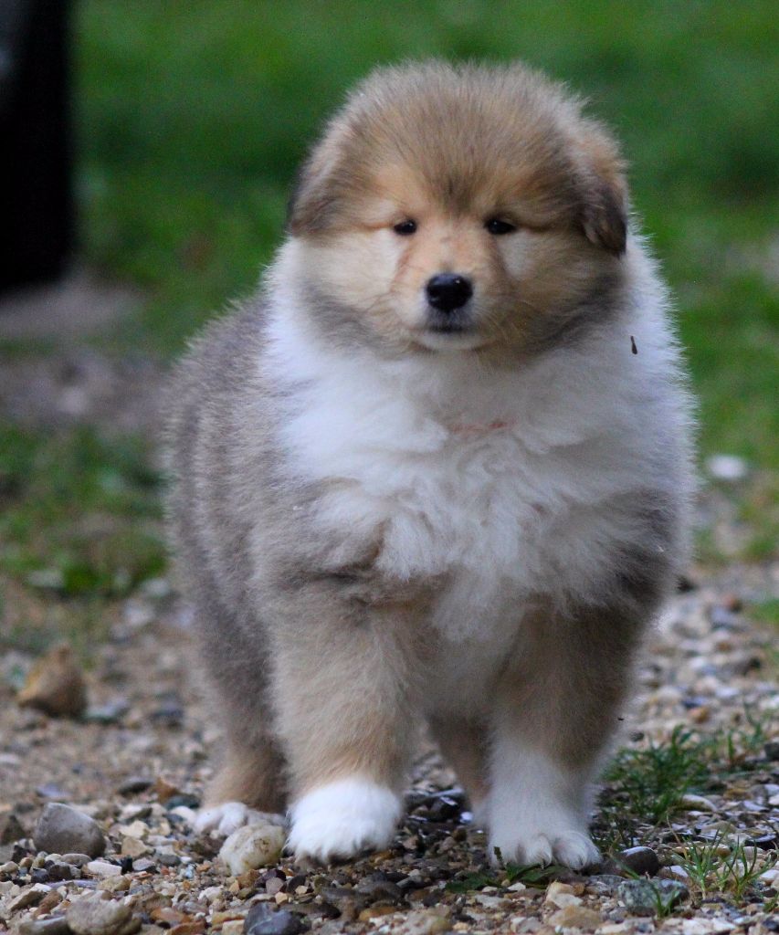 Chiot - Elevage Of Silver Highlands - eleveur de chiens Colley à poil long