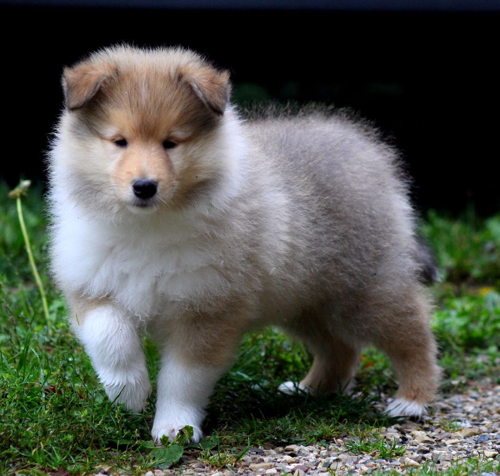 Chiot - Elevage Of Silver Highlands - eleveur de chiens Colley à poil long