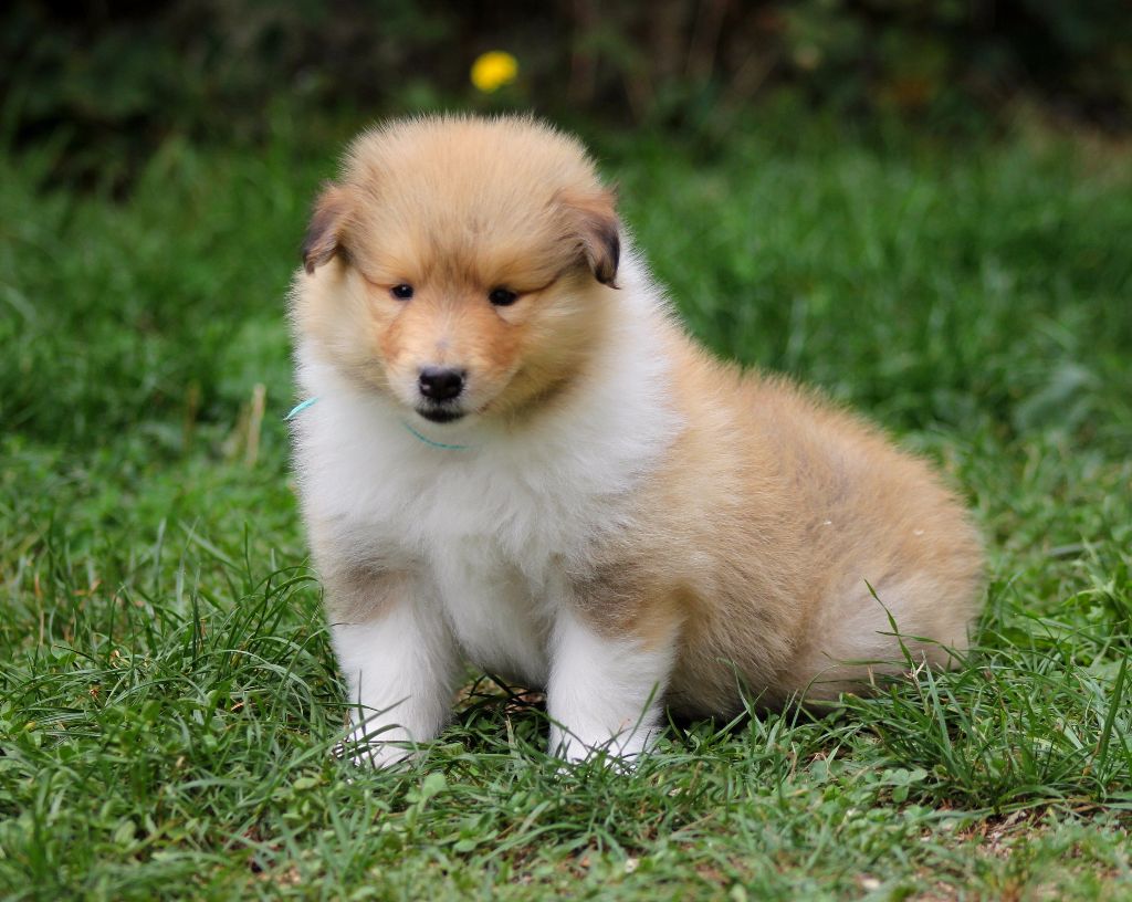 Chiot - Elevage Of Silver Highlands - eleveur de chiens Colley à poil long