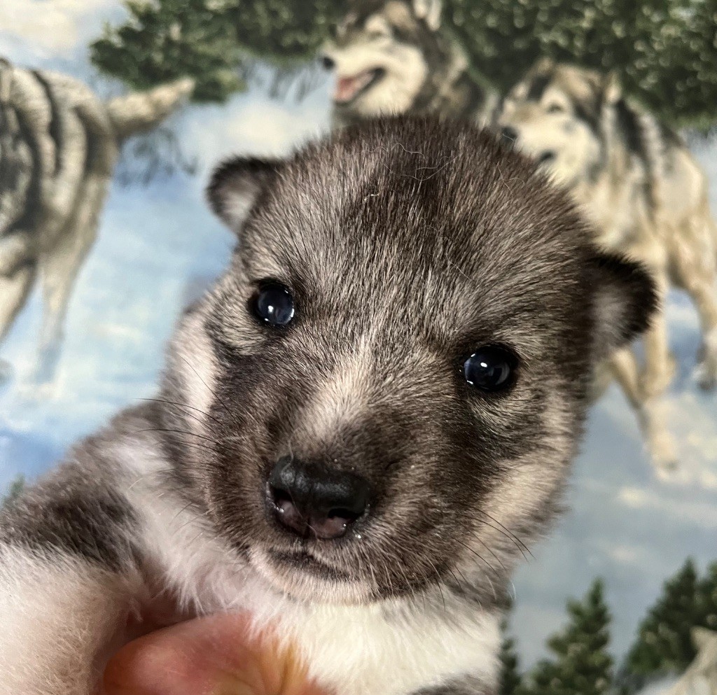 Chiot Siberian Husky - Amy De La Fleur De Lys De La Ternoise