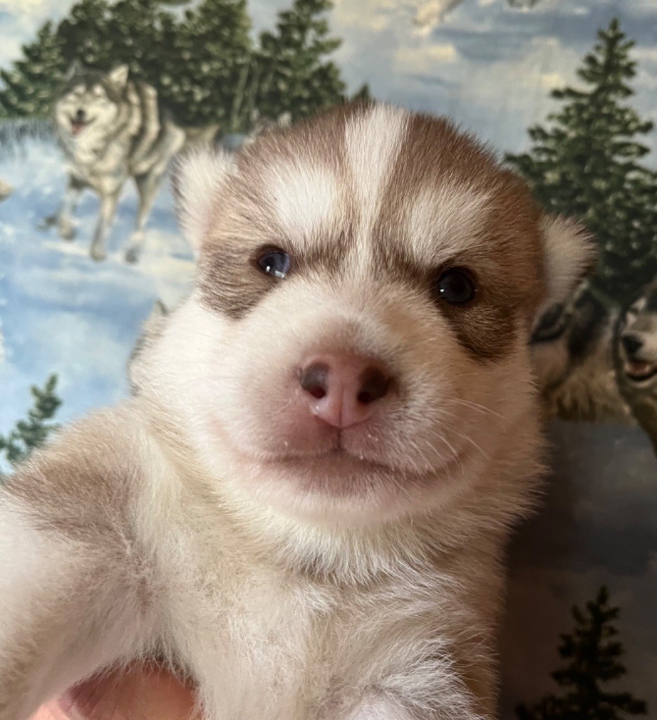 Chiot Siberian Husky - Van De La Fleur De Lys De La Ternoise