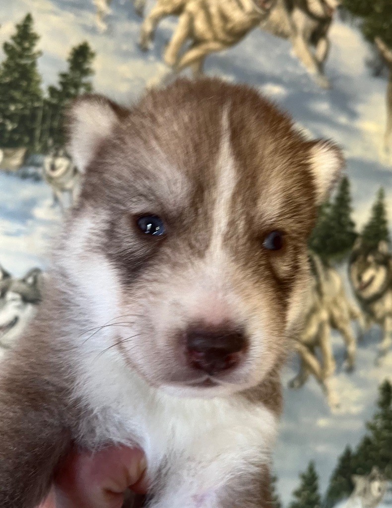 Chiot Siberian Husky - Arrow De La Fleur De Lys De La Ternoise