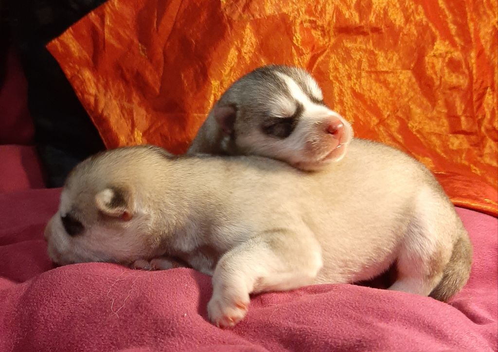 Chiot - Elevage Of Moonlight's Rhapsody - eleveur de chiens husky de ...