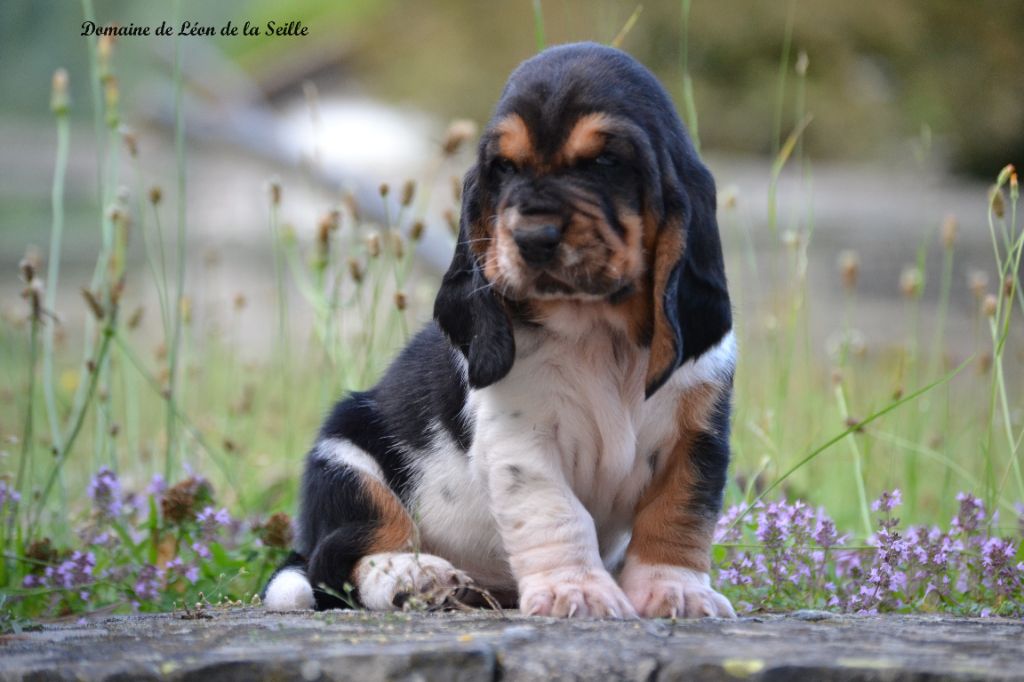 Chiot Basset Hound - Victoire du Domaine De Léon De La Seille
