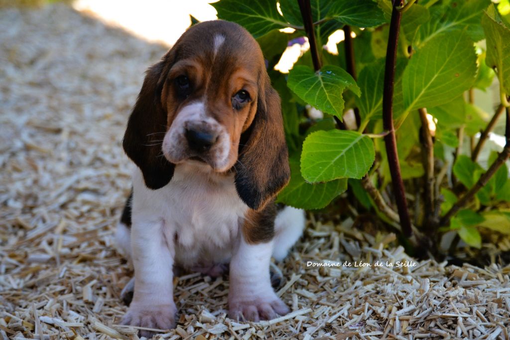 Chiot Basset Hound - ARTHUS DU DOMAINE DE LEON DE LA SEILLE du Domaine ...