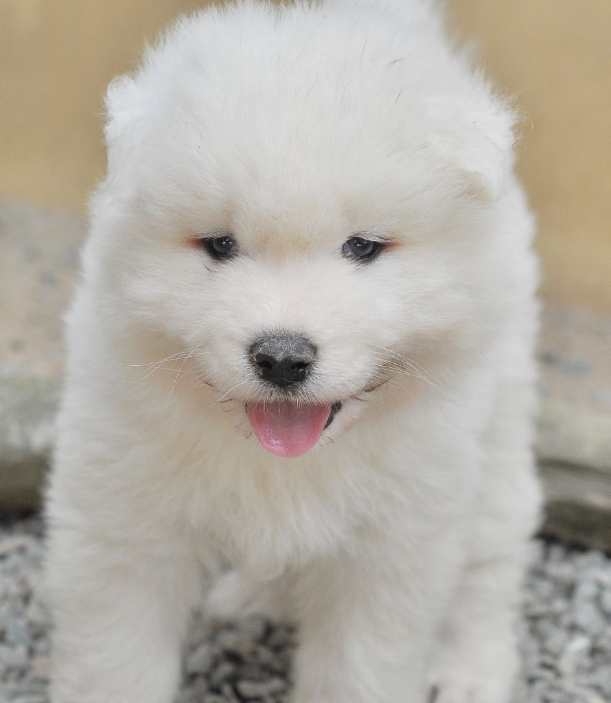 Chiot - Elevage du chemin de la belle etoile - eleveur de chiens Samoyède