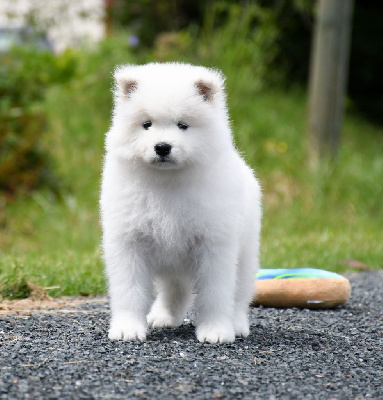 Chiots de race Samoyède LOF à vendre en France