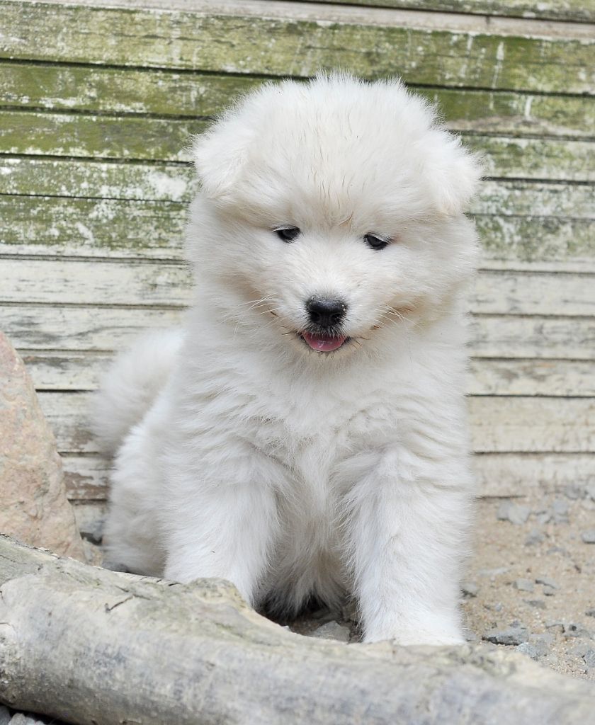 Chiot - Elevage du chemin de la belle etoile - eleveur de chiens Samoyède