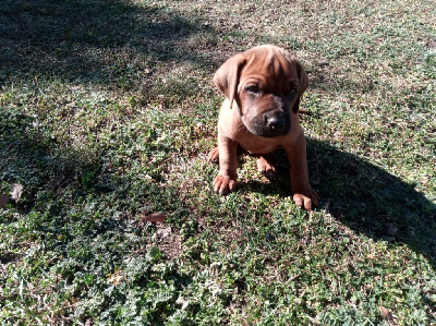 Chiots de race Rhodesian Ridgeback LOF à vendre en France