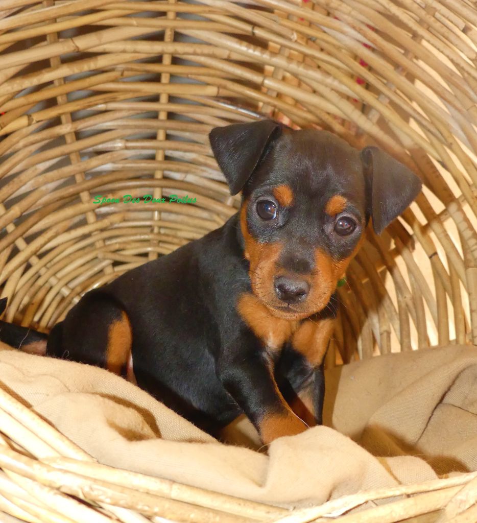 Chiot - Elevage Des Doux Poilus - eleveur de chiens Pinscher nain